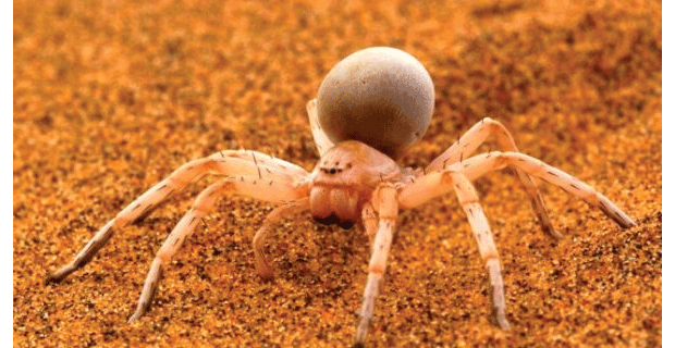 Amazing Golden Wheel Spider - Featured Article