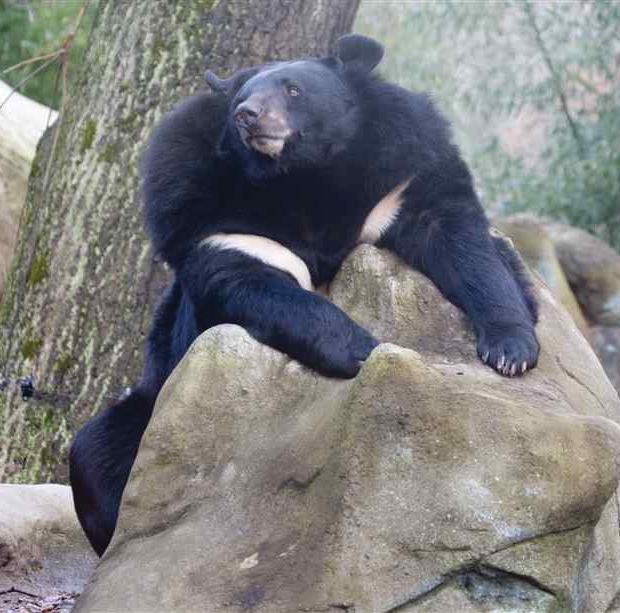Rare Endangered Animals Of Pakistan That We Must Save Featured Article