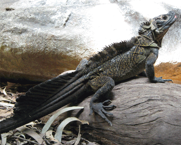 10 Weirdest Lizards in the World - Featured Article